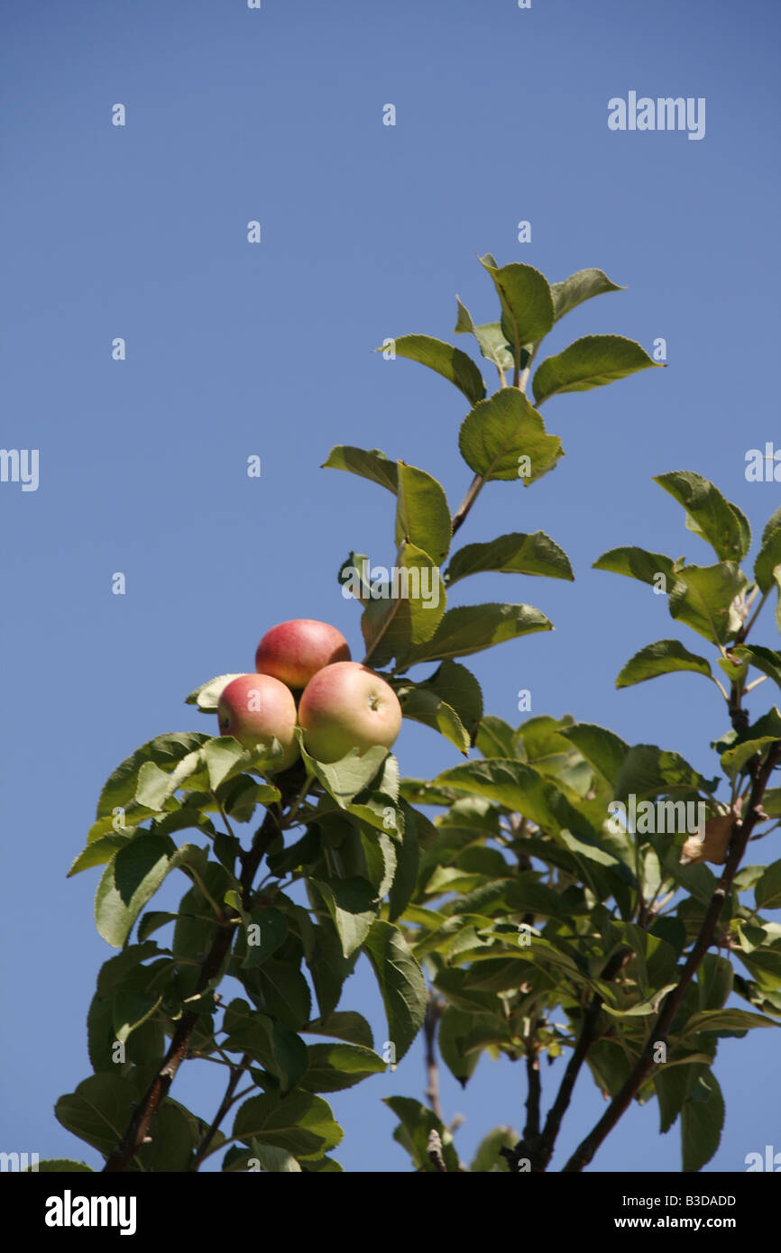 bunch of three red apple growing on tree branches Stock Photo - Alamy