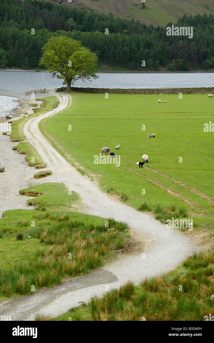 Path along lake towards a tree, sheeps on pasture, Lake Buttermere ...