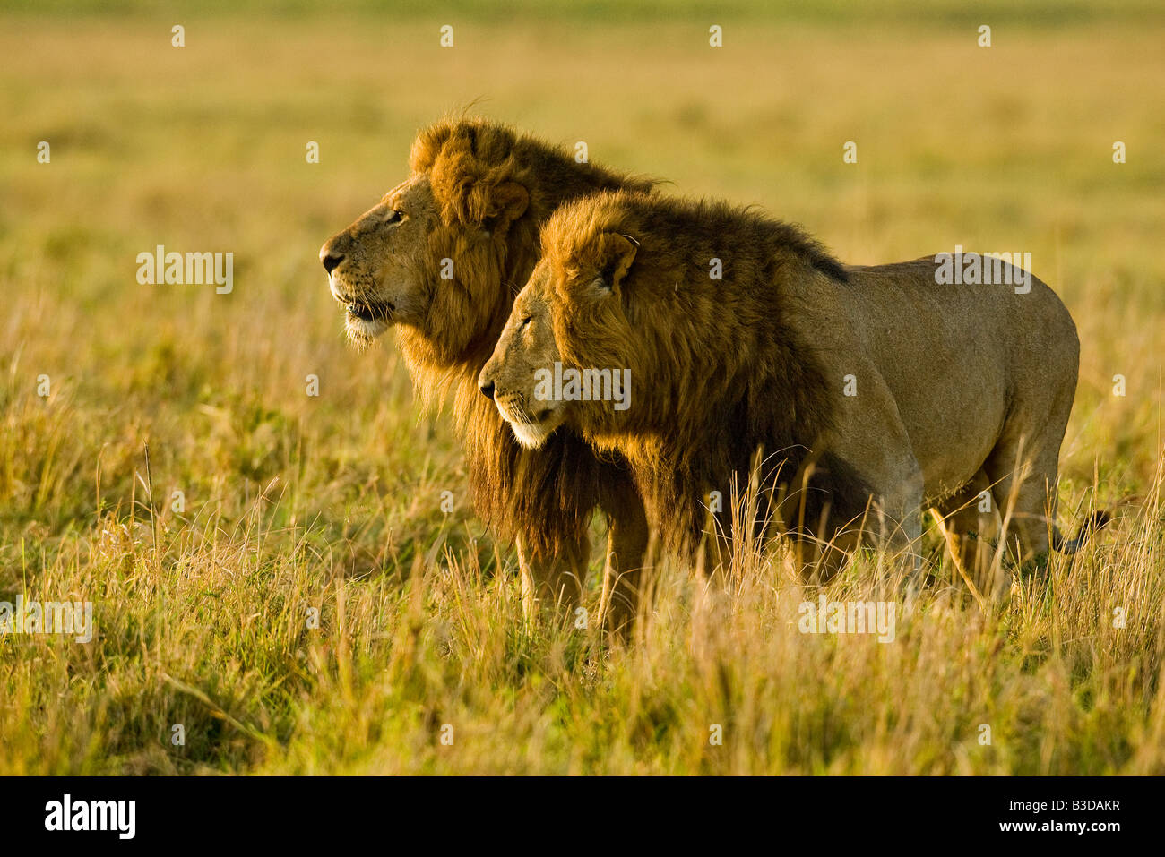 Profile of two adult male lions standing on the Mara plain in the early ...