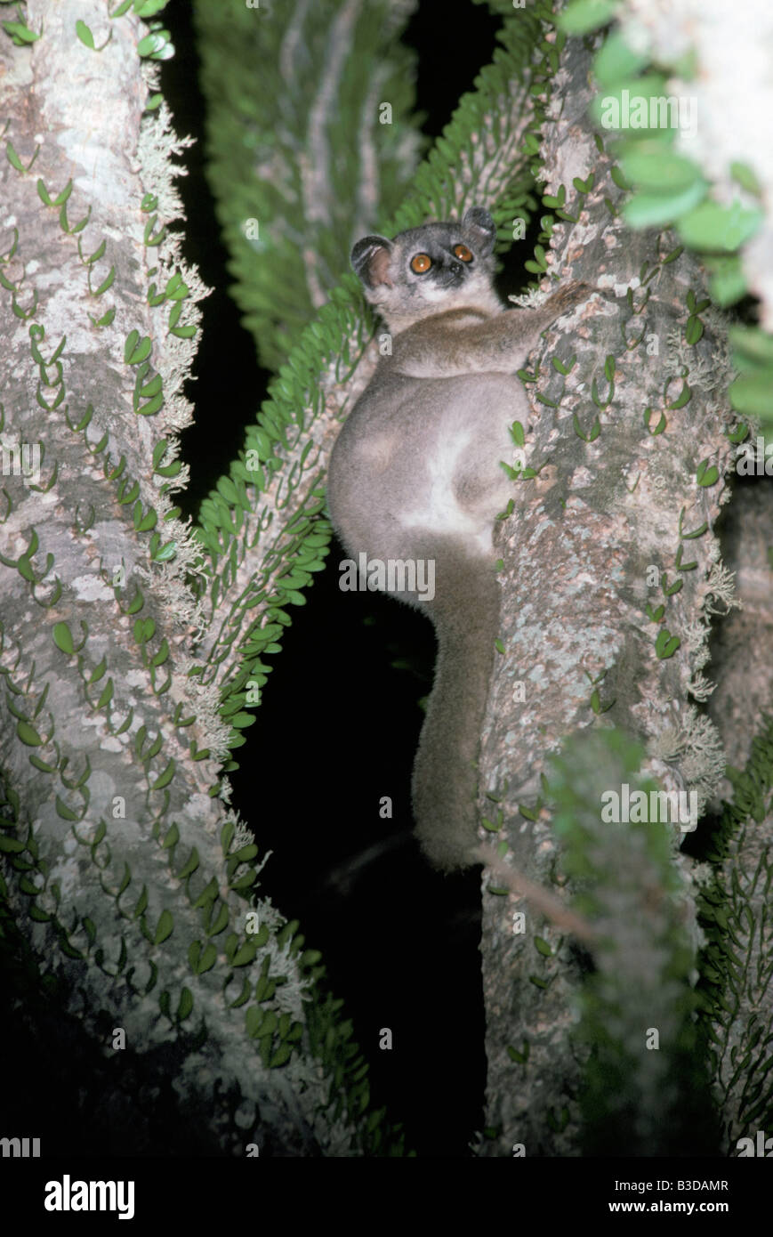Greater weasel lemur hi-res stock photography and images - Alamy