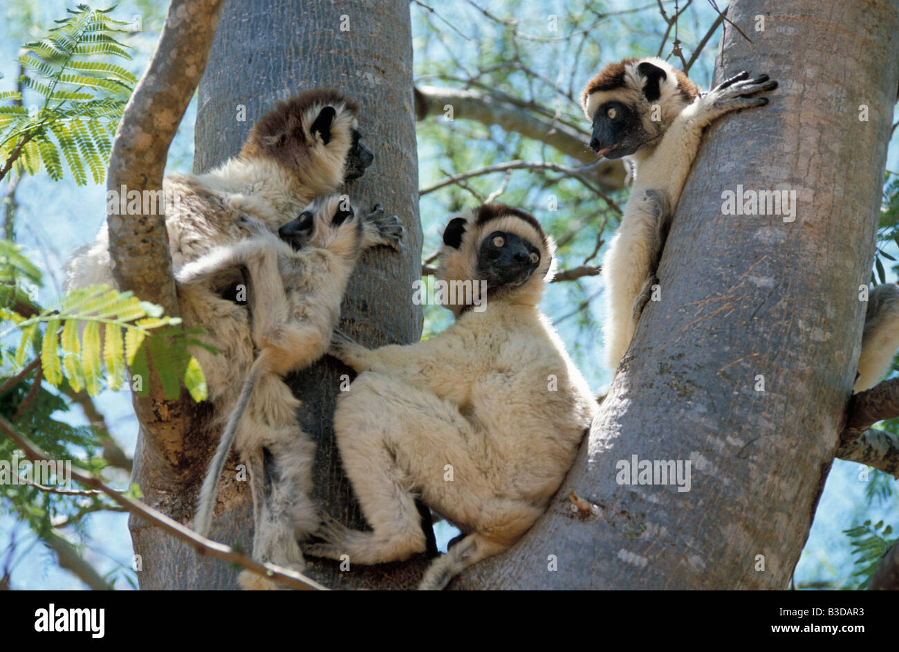 VERREAUXS SIFAKA MADAGASCAR PROPITHECUS V VERREAUXI le propitheque de ...