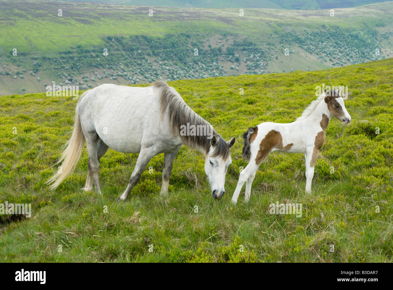 Wild Welsh Mare and Foal Stock Photo - Alamy