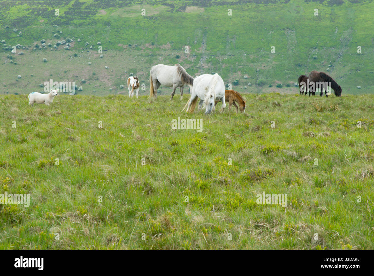 Welsh horses hi-res stock photography and images - Alamy