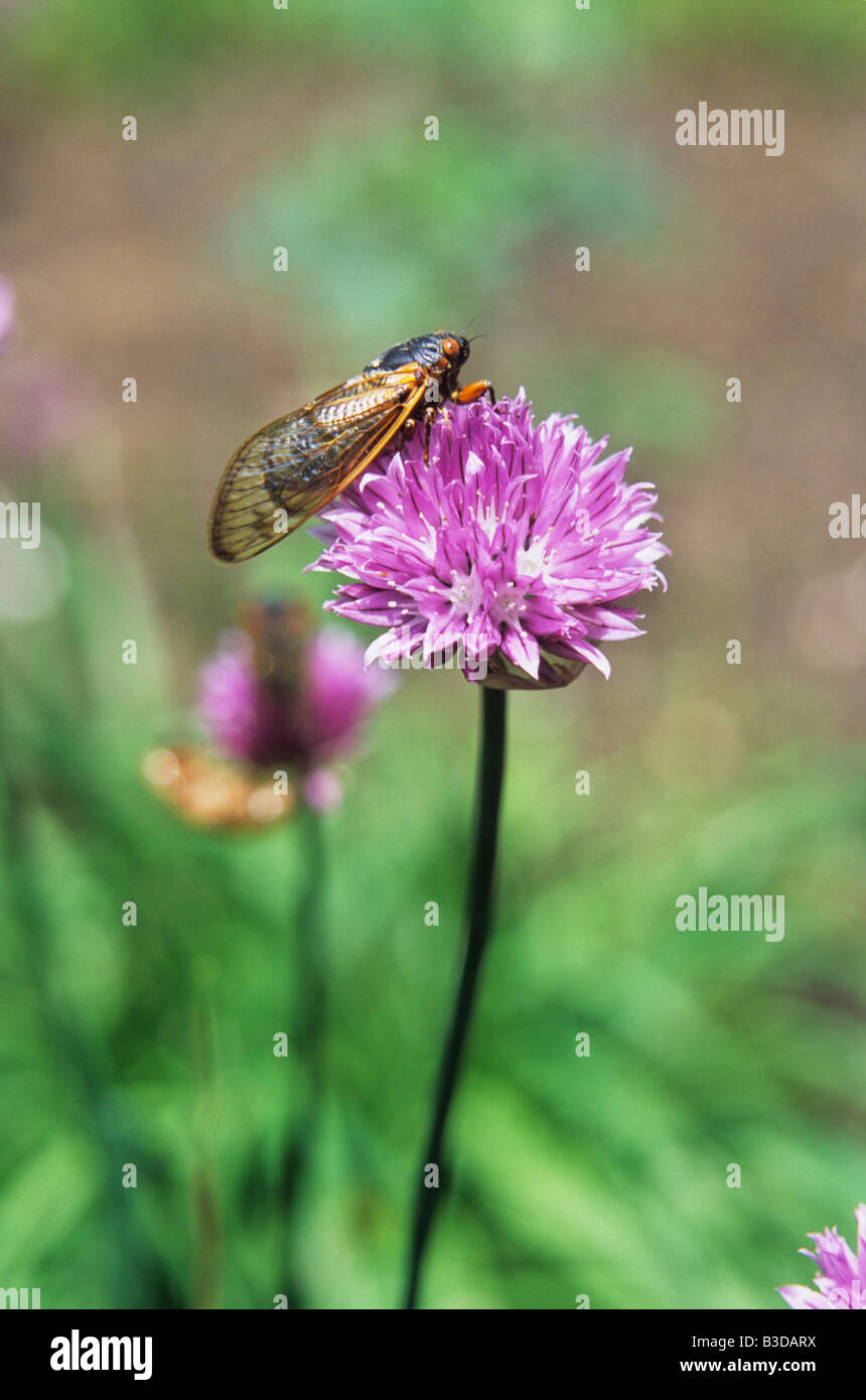 17 year magicicada Cicada on common chive plant blossom Stock Photo - Alamy