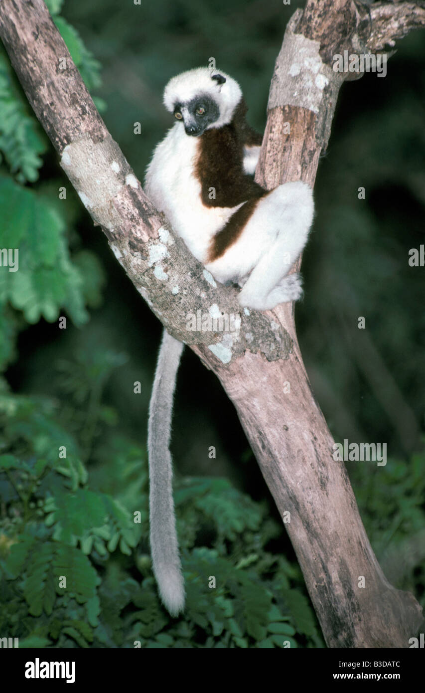 propitheque de coquerel propithecus verreauxi coquereli central ...