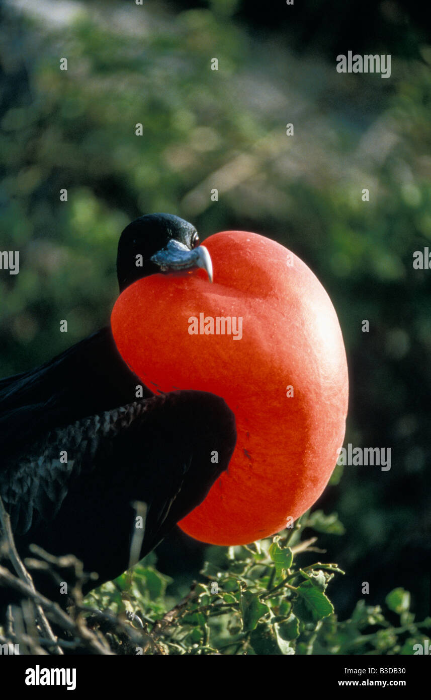 fregate magnifique Male Great Frigatebird Fregata minor ridgwayi with ...