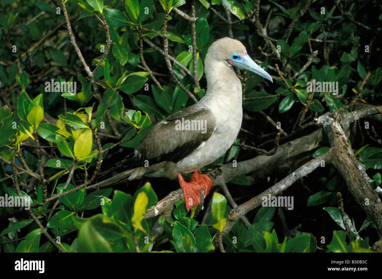 fou a pieds rouges Red footed Booby Sula sula websteri Galapagos ...