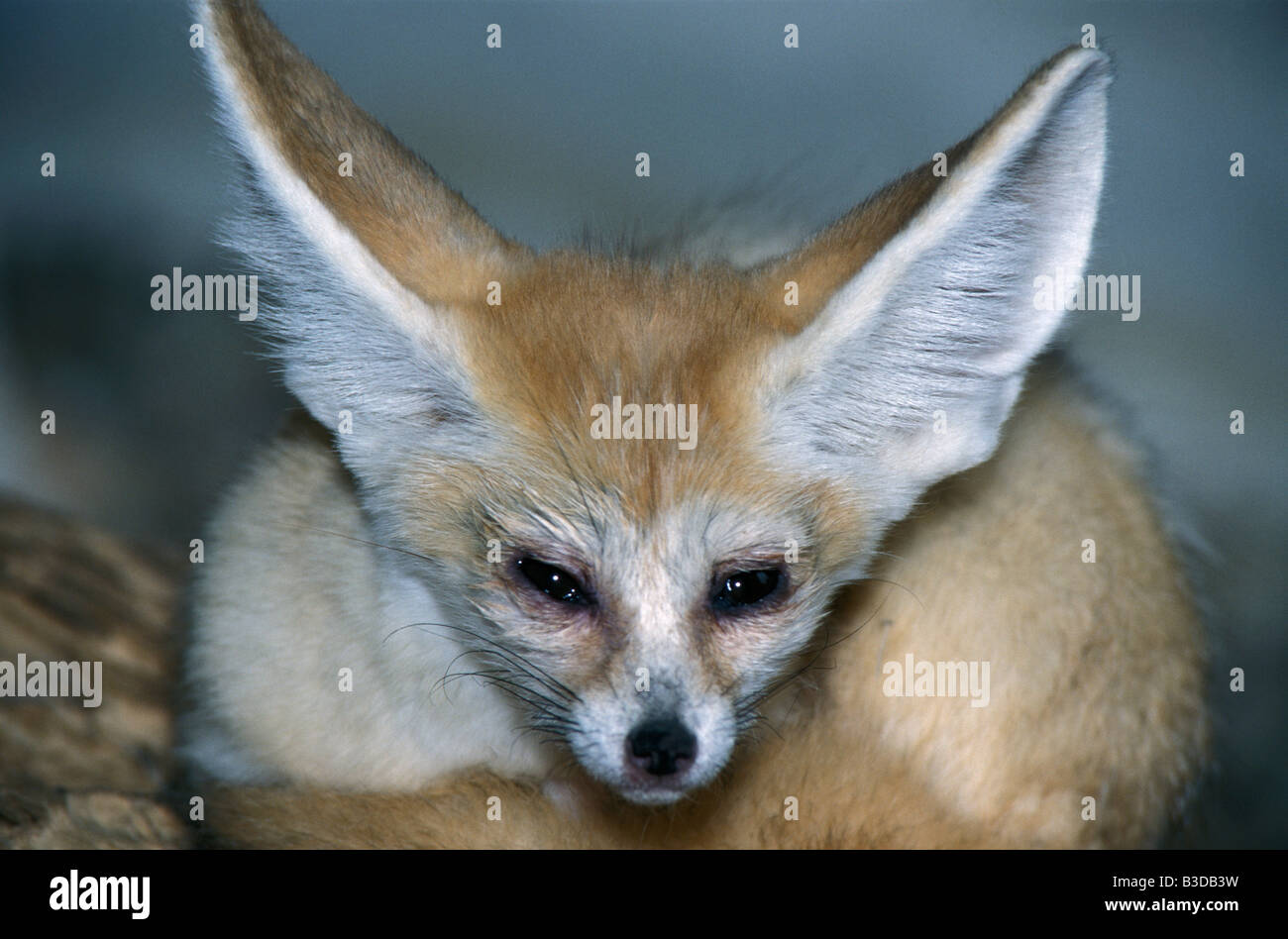Predatory animals fox hi-res stock photography and images - Alamy