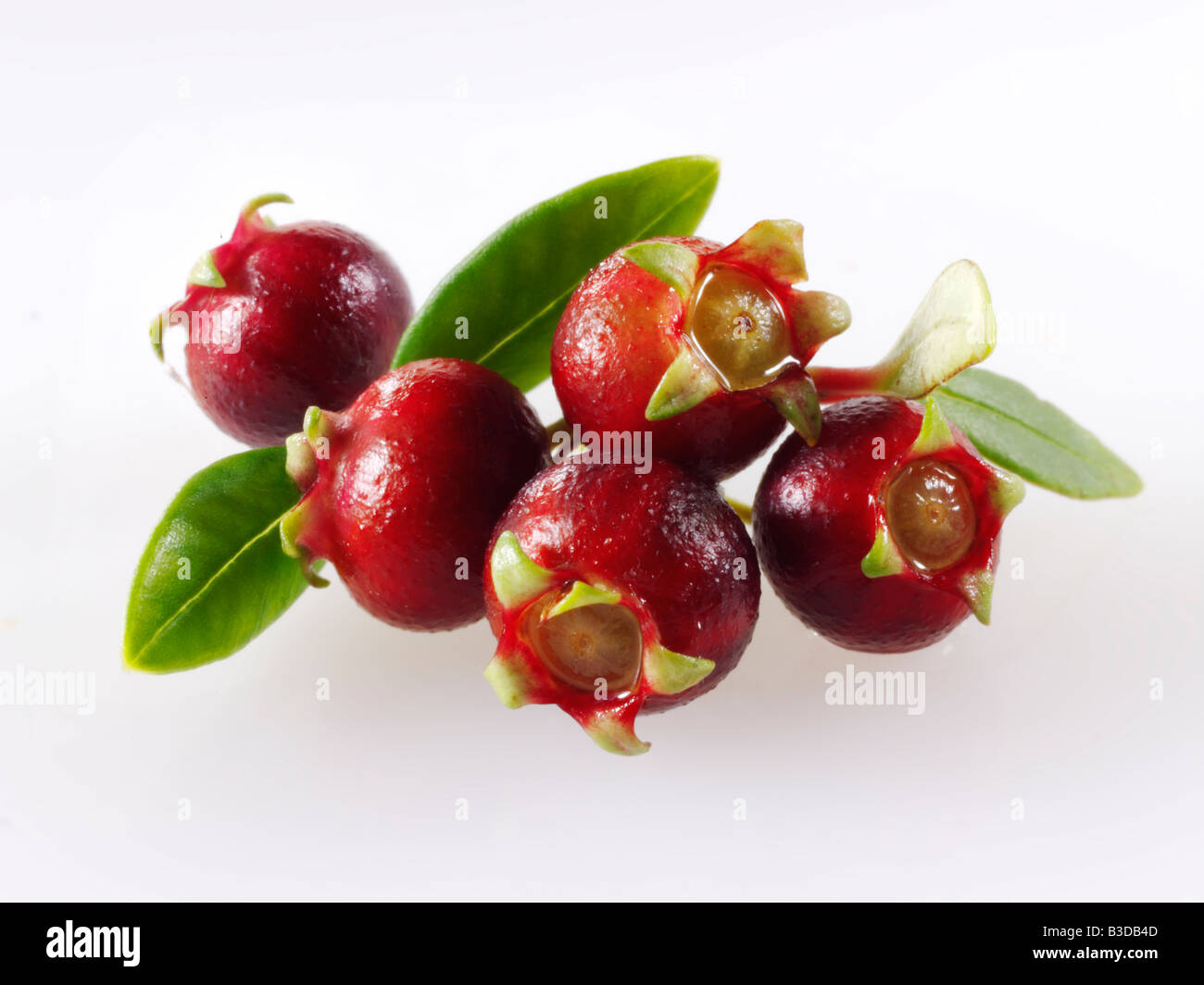 Whole ugni molinae berries hi-res stock photography and images - Alamy