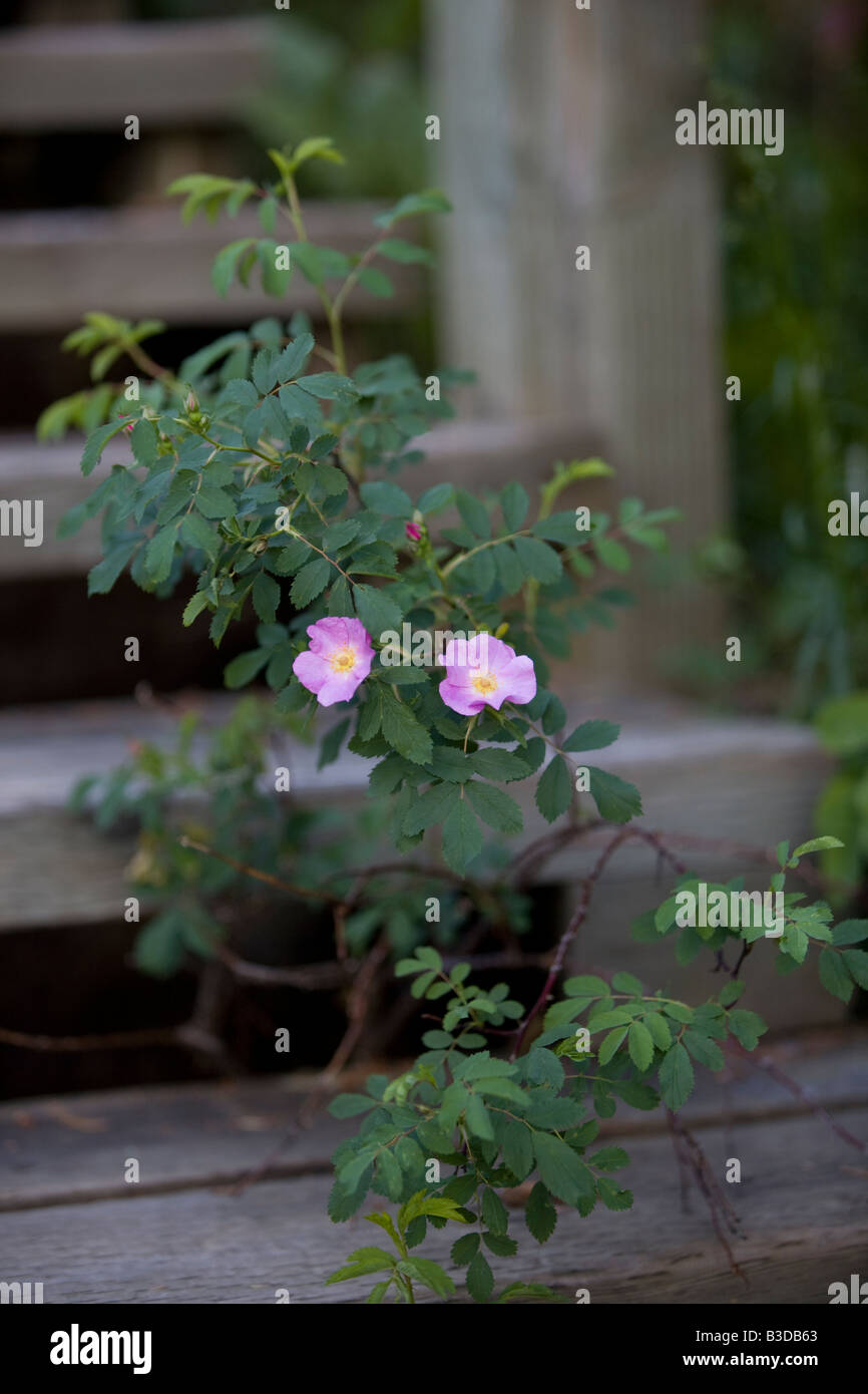 Rose plant in grow hi-res stock photography and images - Alamy