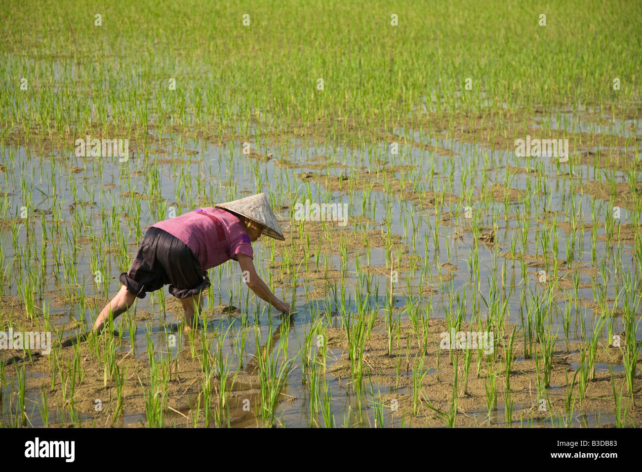 Lady in rice paddy fields hi-res stock photography and images - Alamy