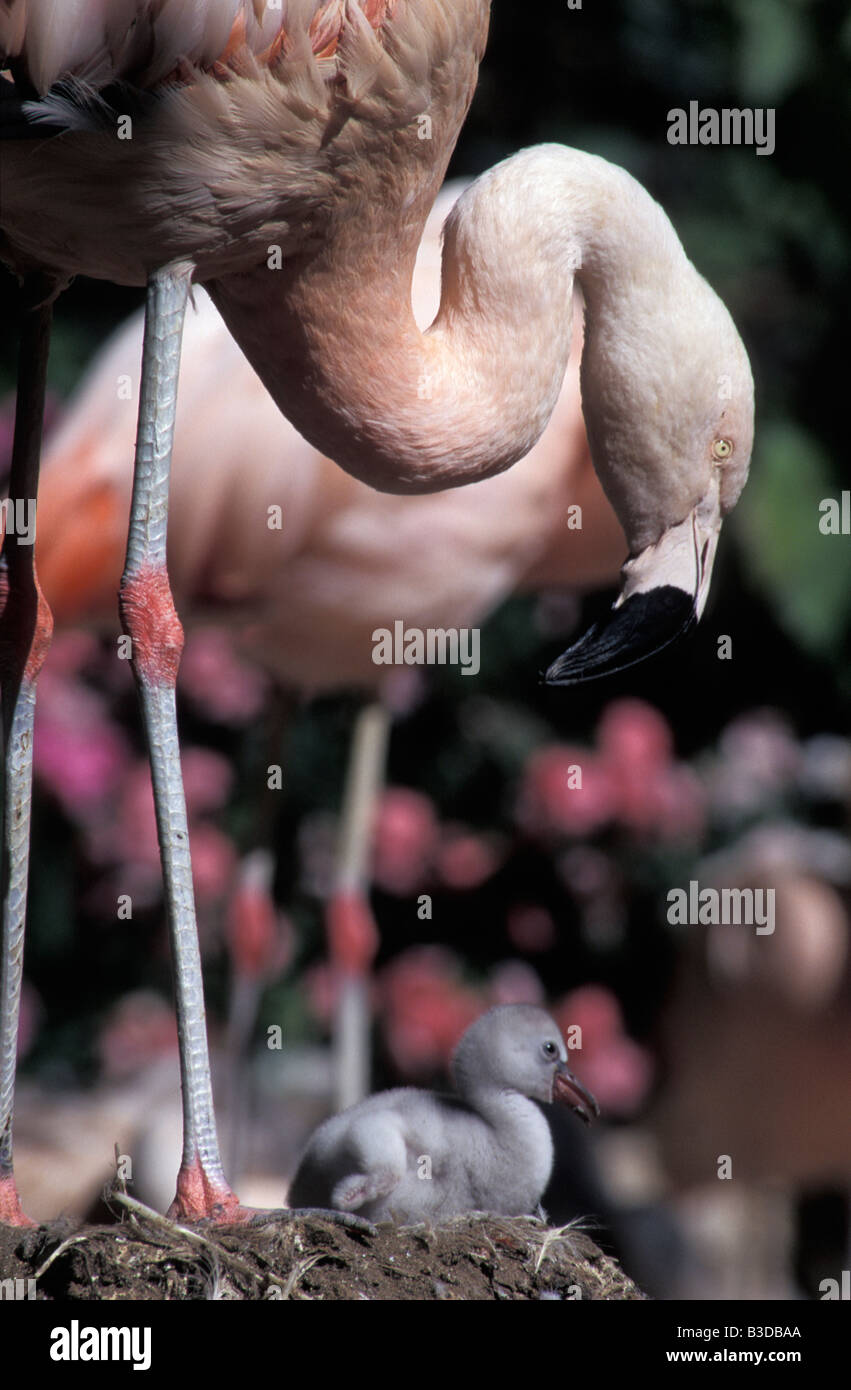 flamant Chileflaming Chilean Flamingo Phoenicopterus chilensis adult ...
