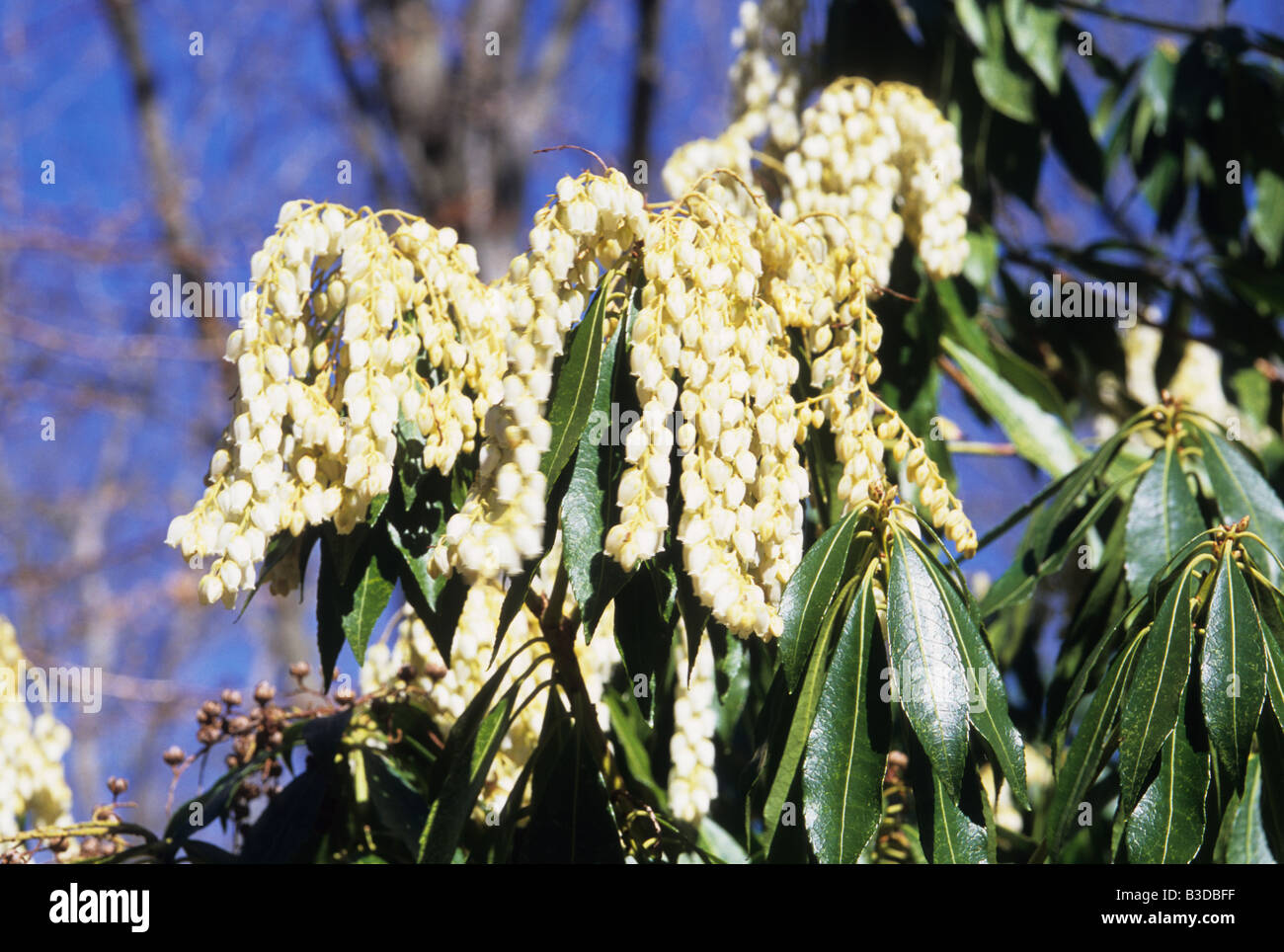 Flowering Andromeda bush with leaves and blossoms Stock Photo - Alamy