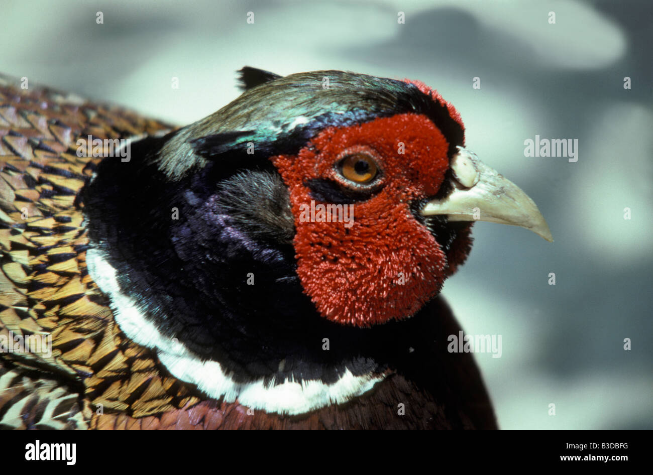 faisan Pheasant Phasianus colchicus close up of head animal animal ...