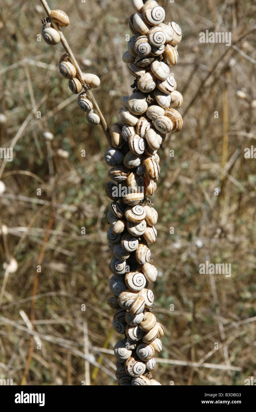 Many snails grass hi-res stock photography and images - Alamy