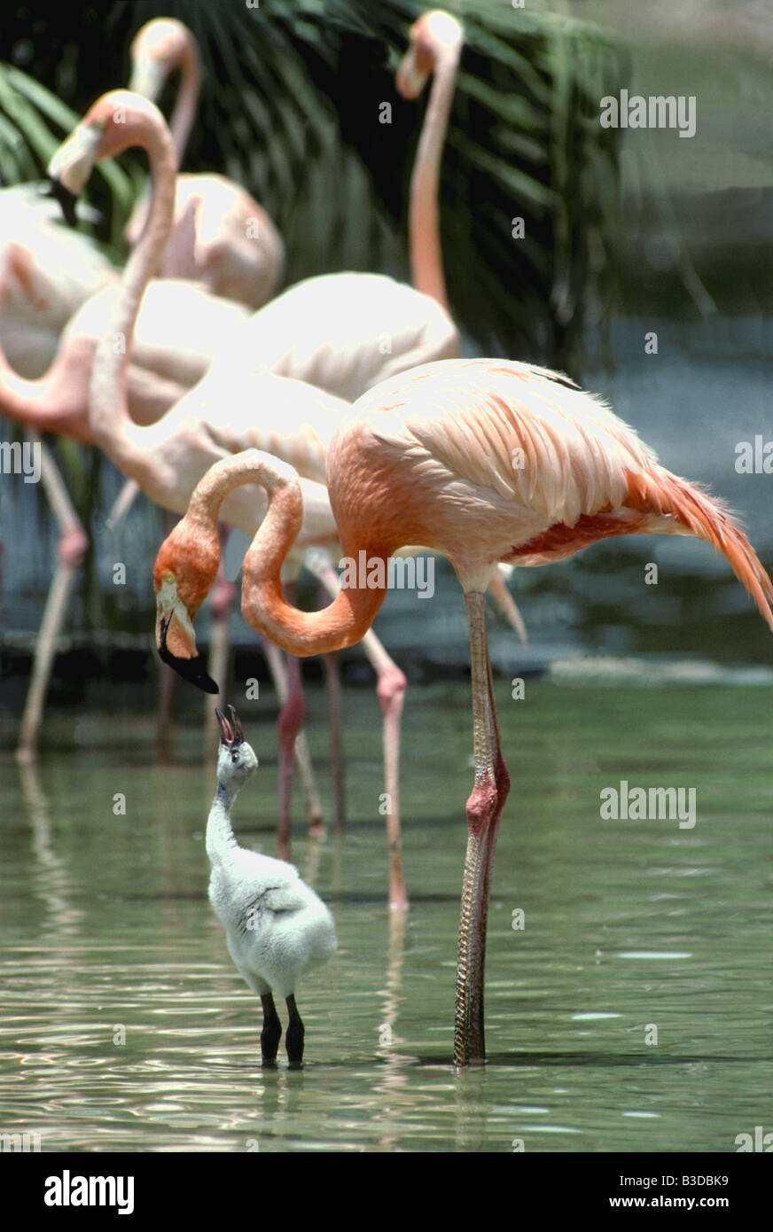 Flamant hi-res stock photography and images - Alamy