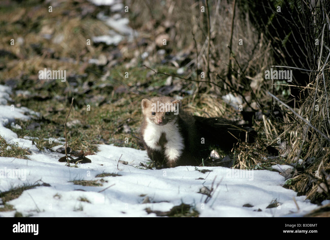 fouine Steinmarder Stone Marten Beech Marten Martes foina young looking ...