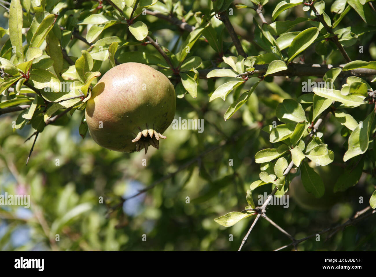 one single pomegranate growing on tree branches Stock Photo - Alamy