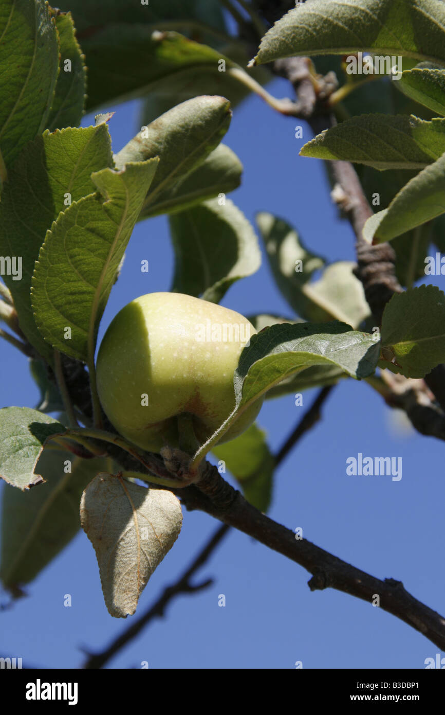 one single green apple growing on tree branches Stock Photo - Alamy