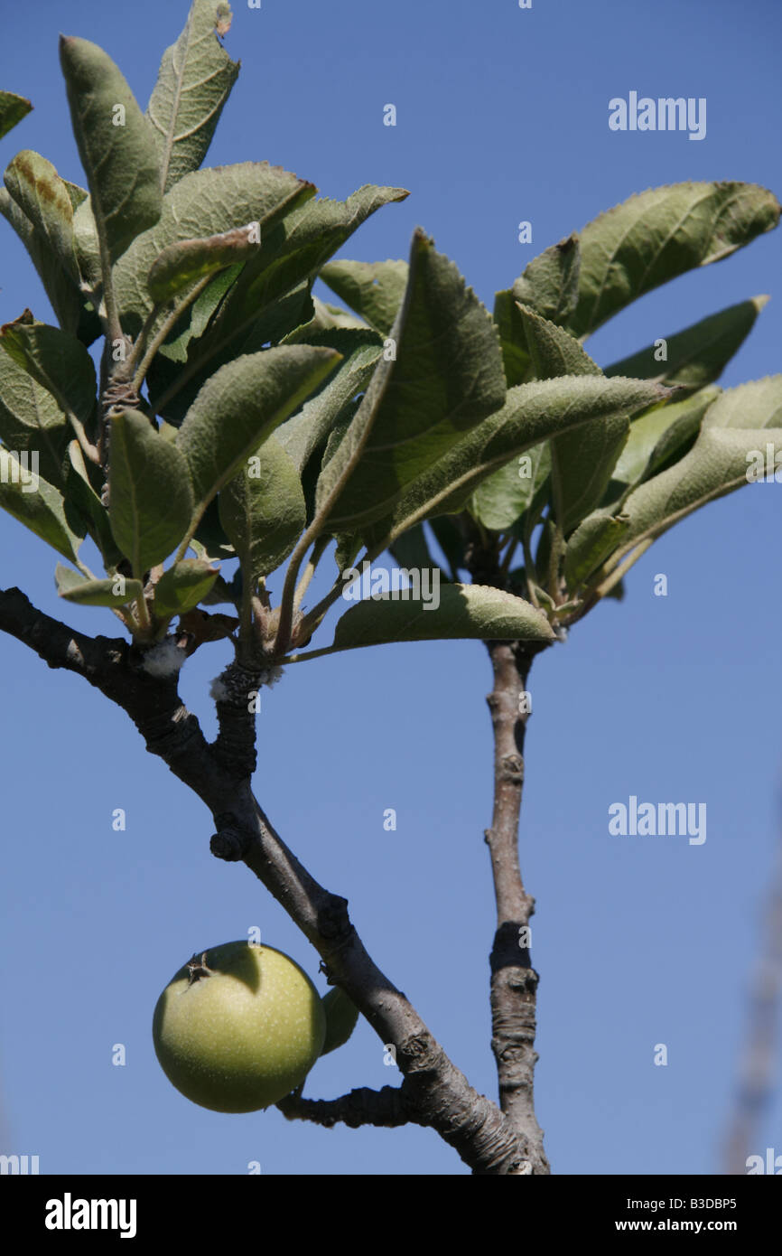 one single green apple growing on tree branches Stock Photo - Alamy