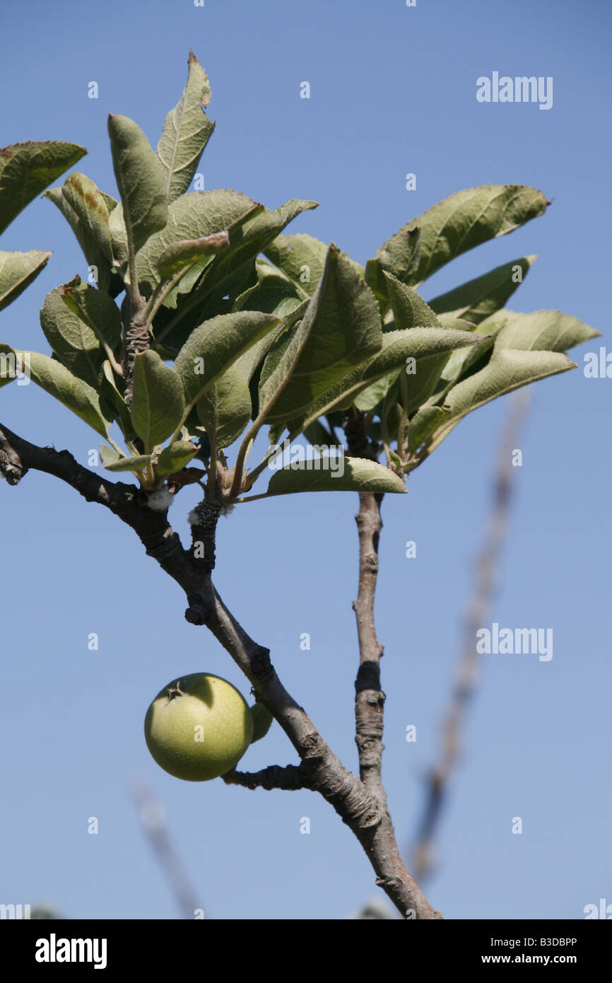 one single green apple growing on tree branches Stock Photo - Alamy