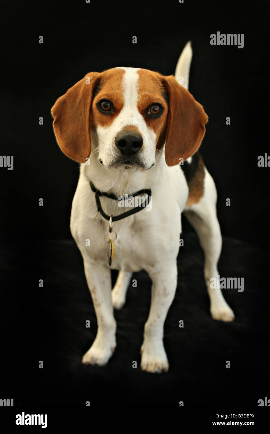 Attentive young beagle on a black background Stock Photo - Alamy