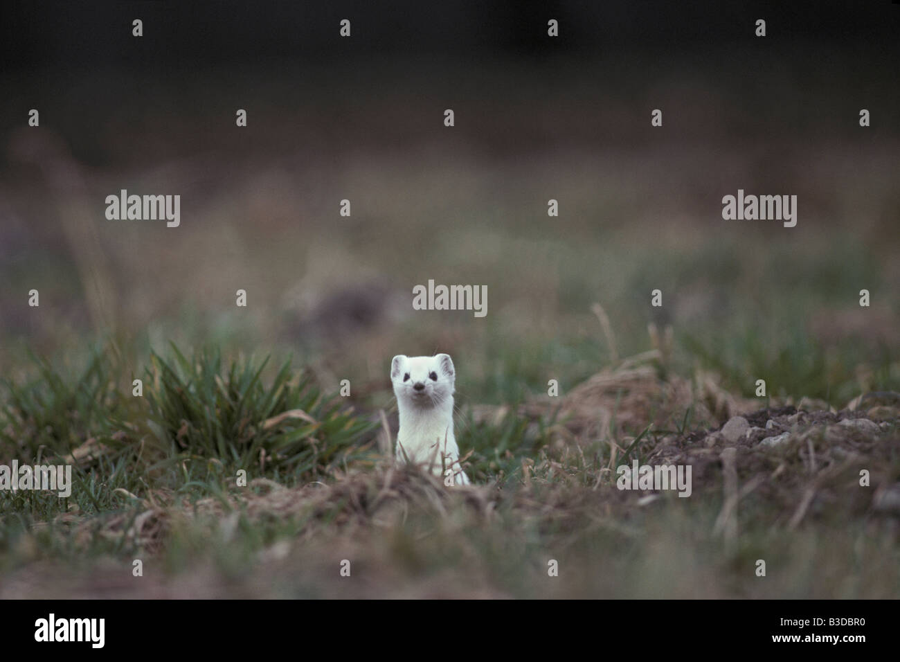 hermine Stoat Mustela erminea in winter coat in grass animal Canoidea ...