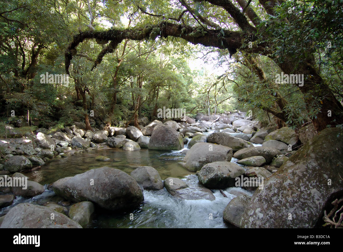 Rainforest creek near Mossman Gorge Daintree National Park Queensland ...