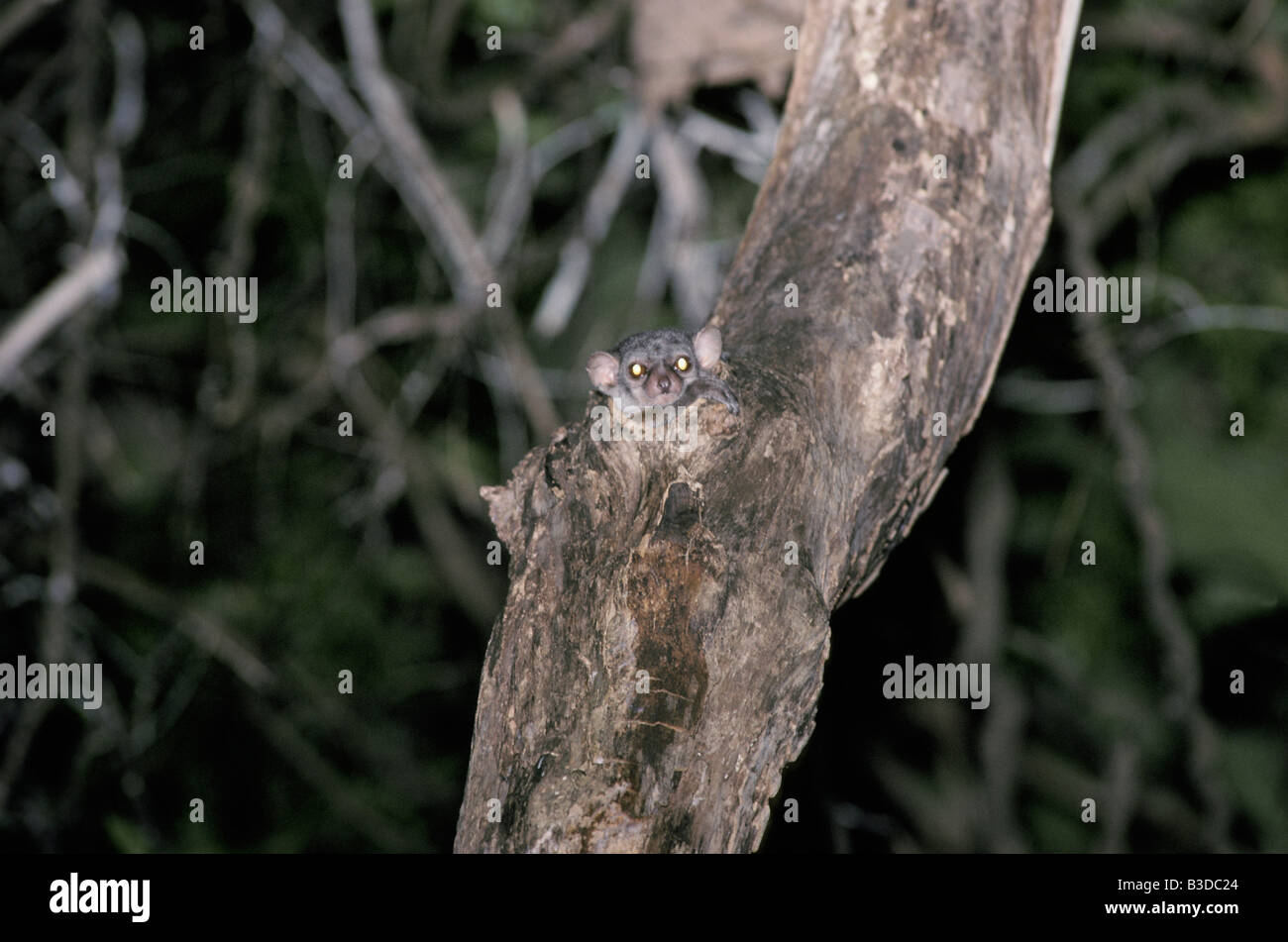 lemurien cheirogalus medius cheirogale Lesser Dwarf Lemur Berenty ...