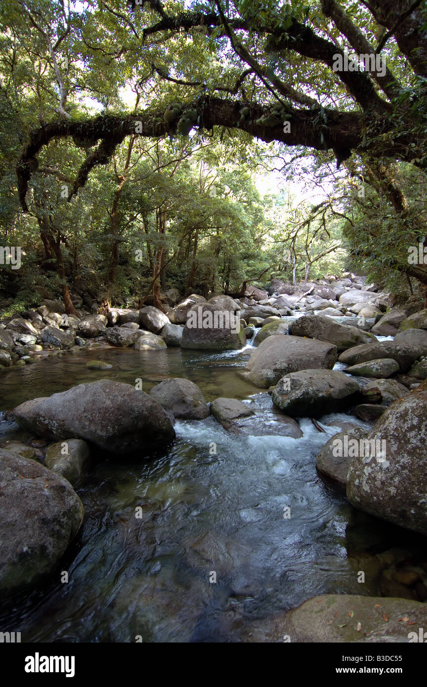 Rainforest creek near Mossman Gorge Daintree National Park Queensland ...
