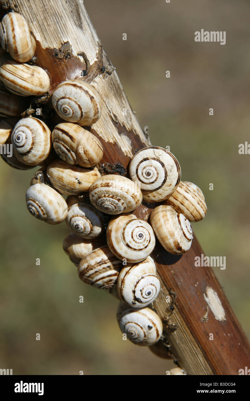 many snails on branch ventotene island italy Stock Photo - Alamy