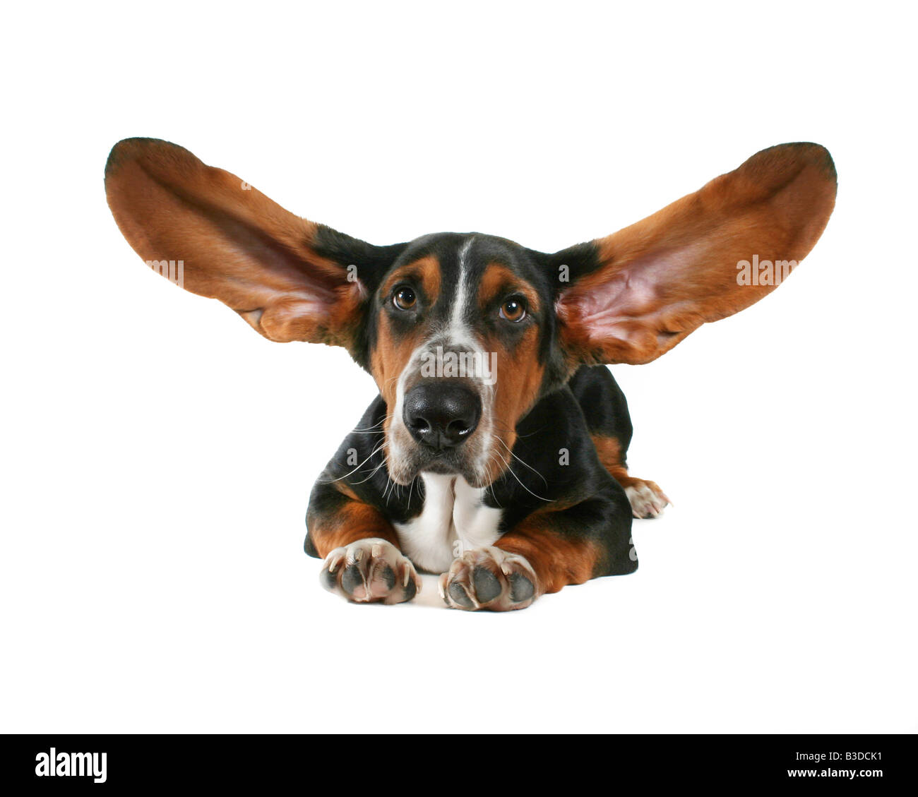 Male basset hound hi-res stock photography and images - Alamy