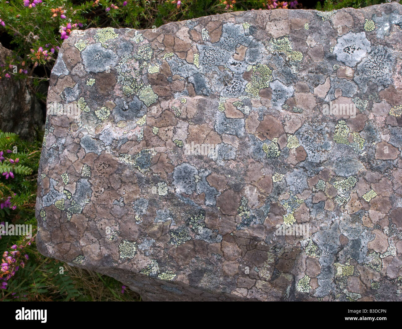 Lichen on a rock Stock Photo - Alamy