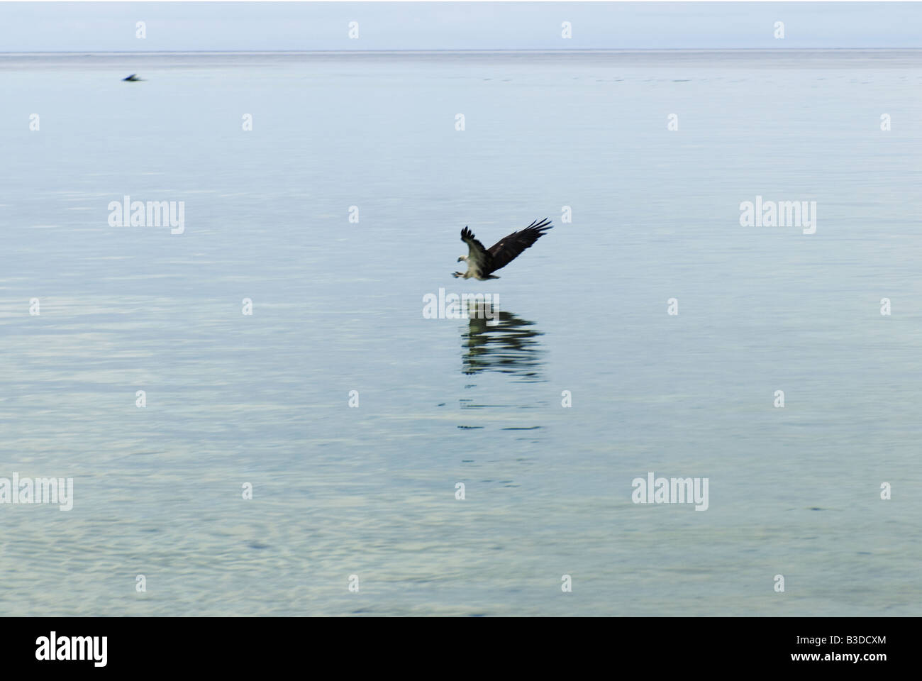 Eagle catching baby turtles at the surface of the sea as they swim out ...