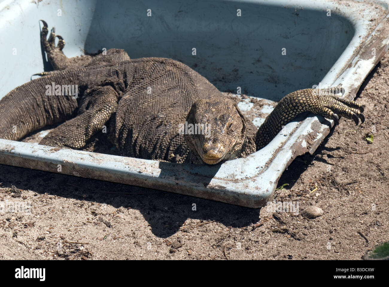 Monitor Lizard sitting in a tub to warm up in the sun Stock Photo - Alamy