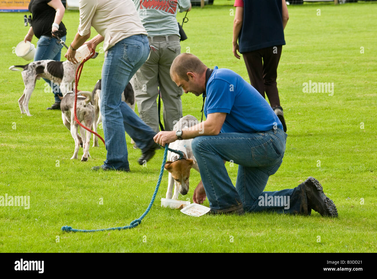 Hound dog trails at Grasmere show Stock Photo - Alamy