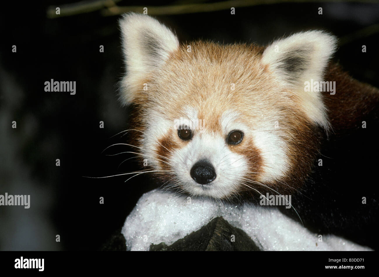 petit panda Kleiner Panda Lesser Panda or Red Panda Ailurus fulgens ...