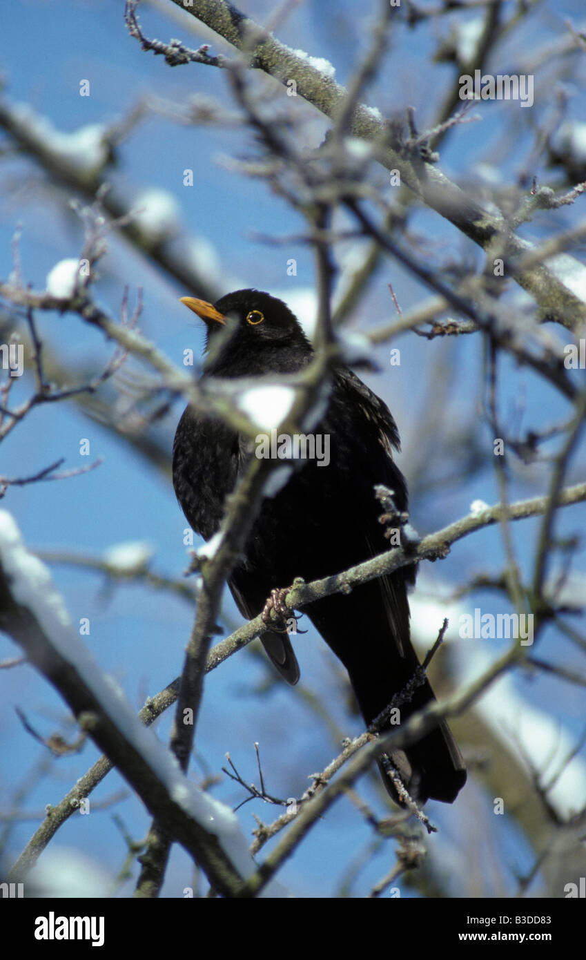 merle noir Amsel Throttle birds blackbird males with ruffled plumage ...