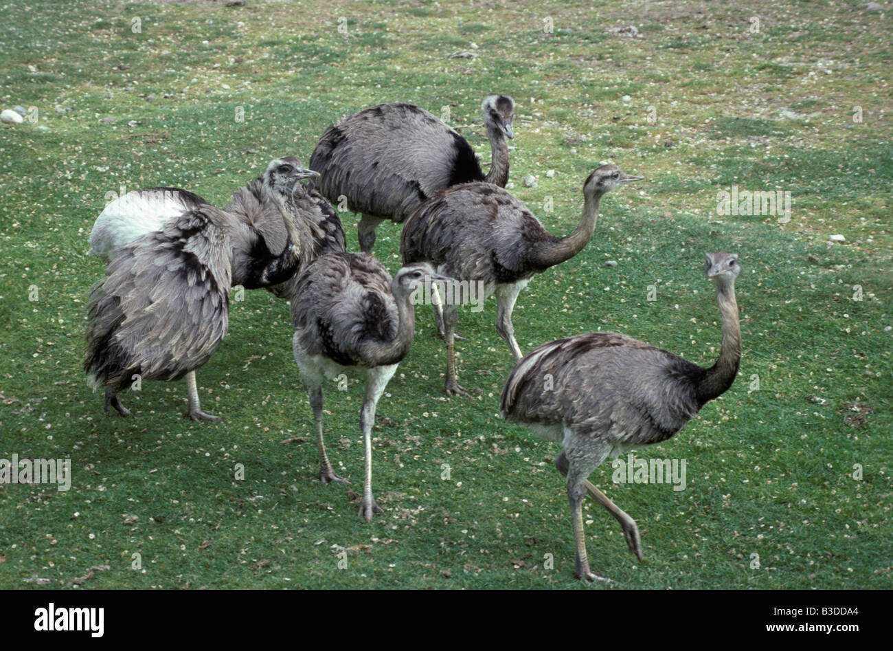 American rheas hi-res stock photography and images - Alamy