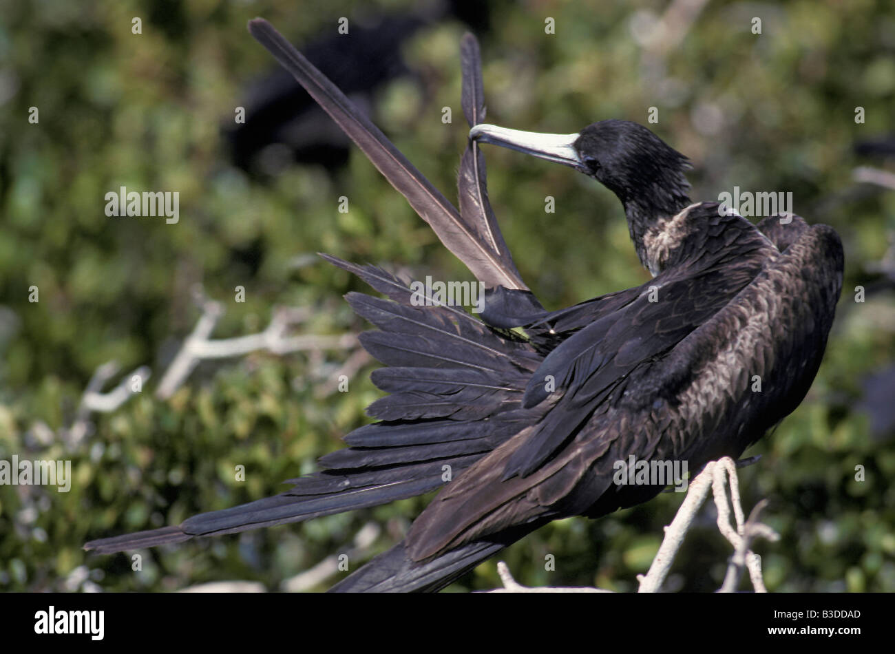 Great Frigatebird Fregata minor ridgwayi female Galapagos Ecuador ...