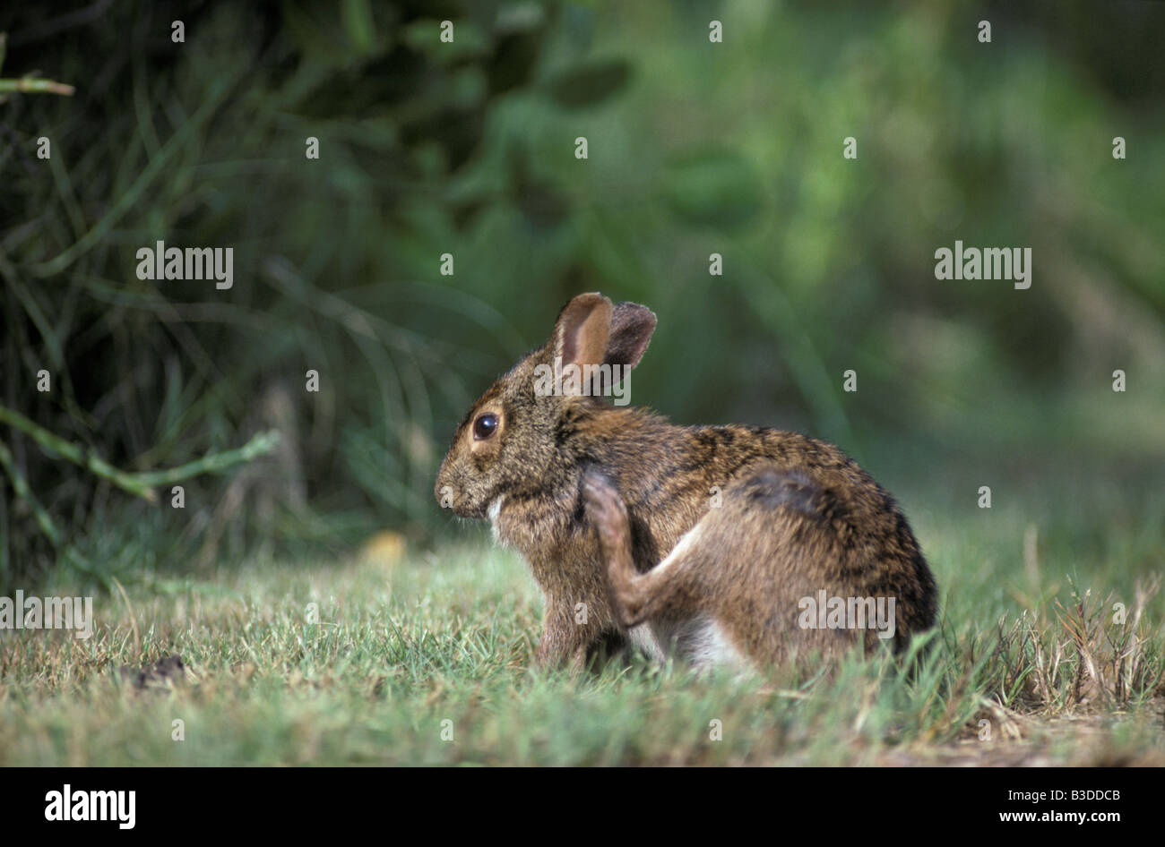 lapin des marais Sumpfkaninchen Swamp Rabbit Sylvilagus palustris ...