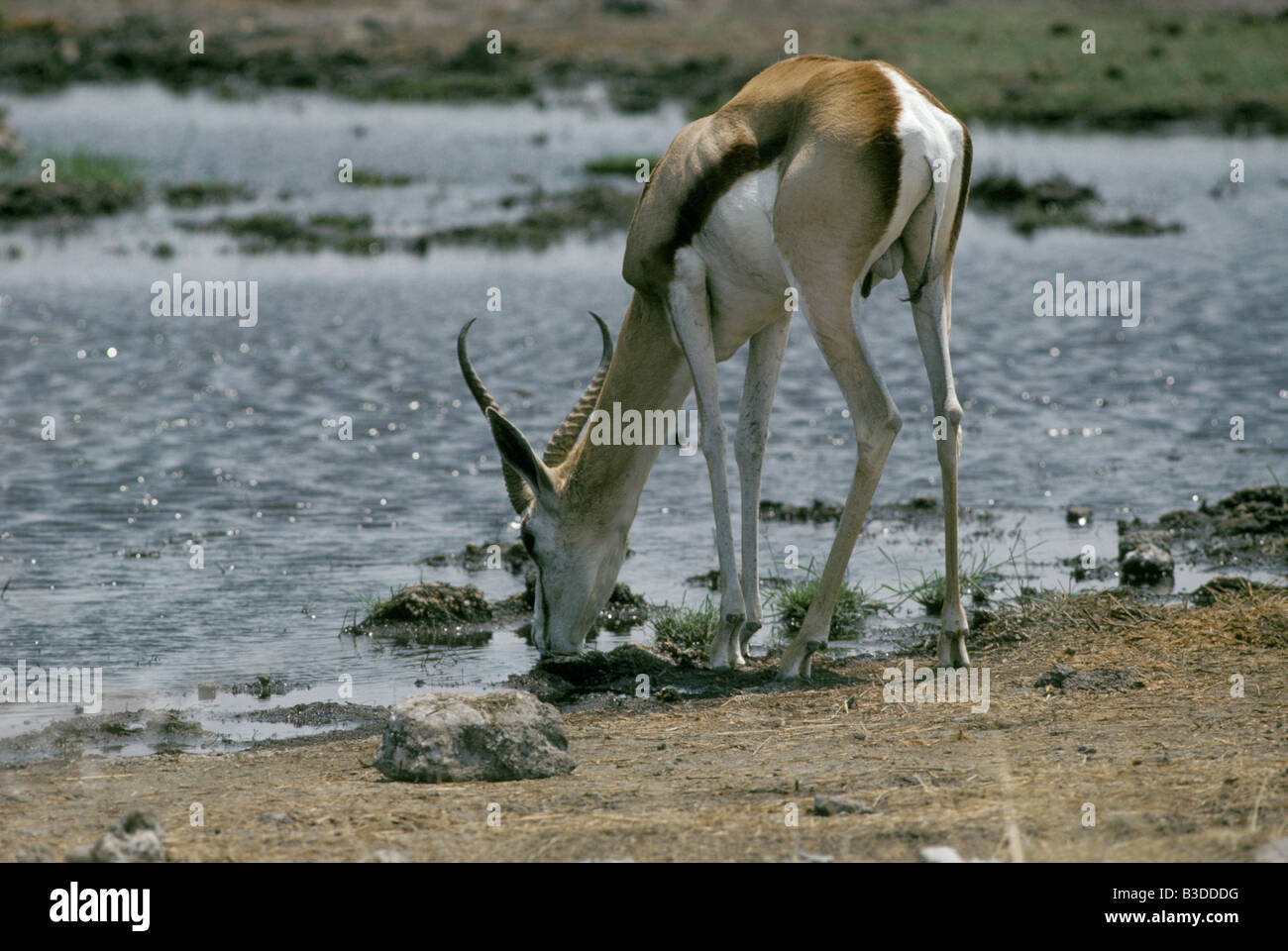Springbok Antidorcas marsupialis drinking animal at waterhole Africa ...