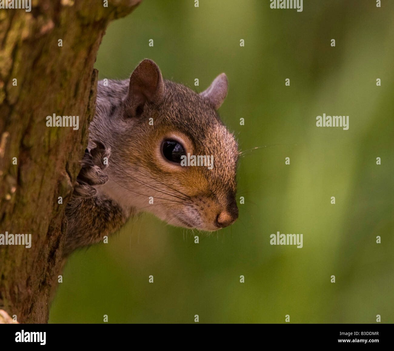 Gray squirrel Sciurus, carolinensis, peeping around tree trunk in ...