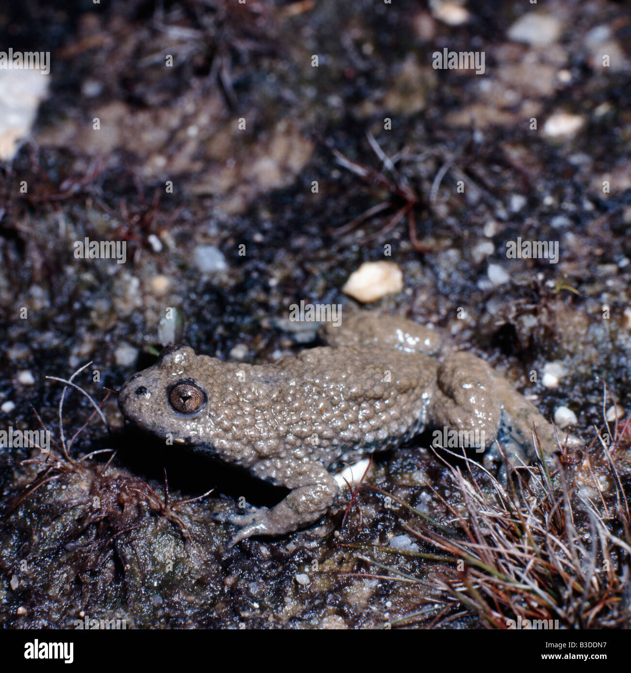 Midwife toads alytes obstetricans hi-res stock photography and images ...