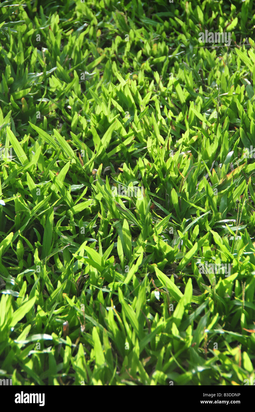 Green Fresh Grass Stock Photo - Alamy