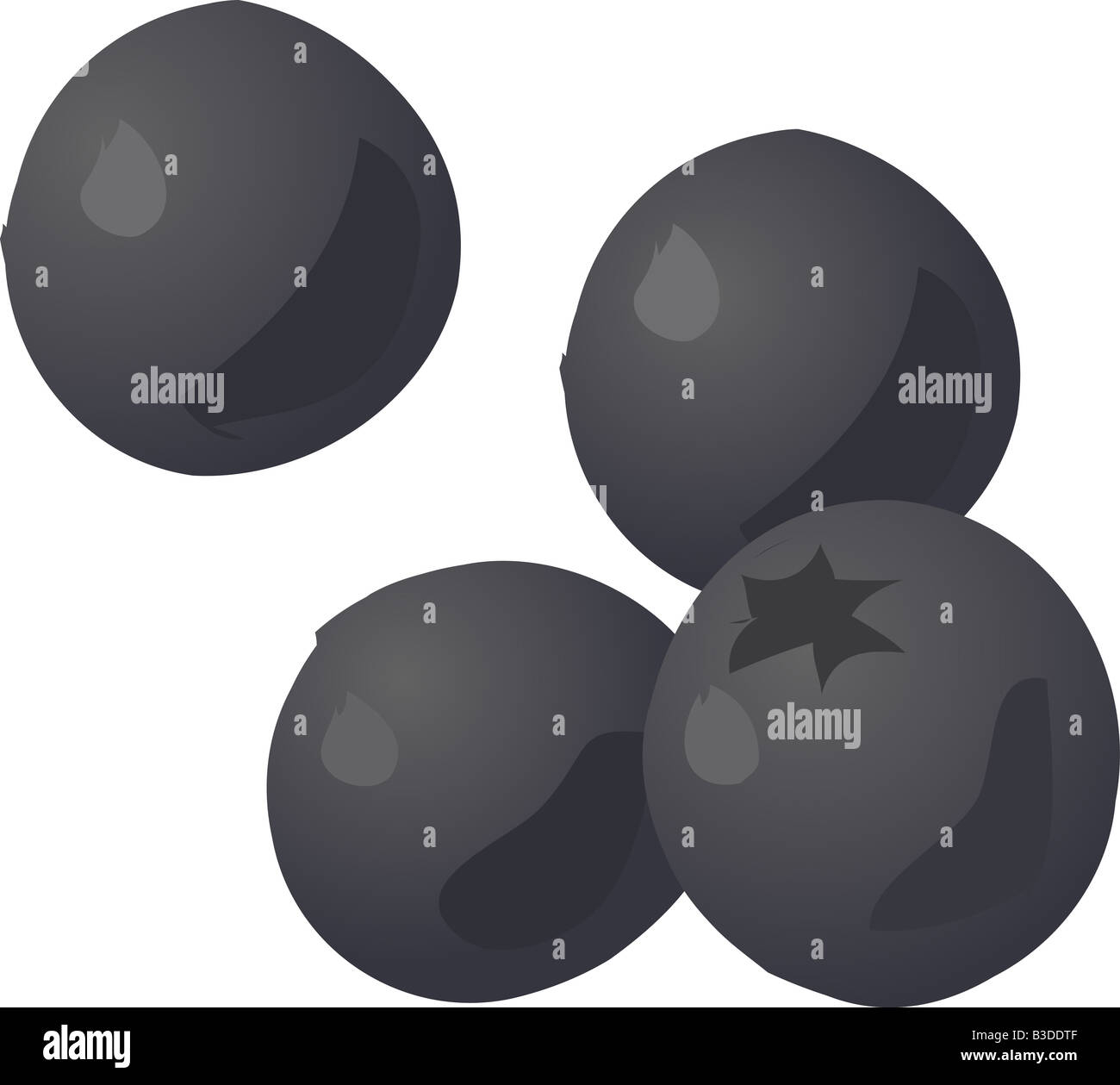 Blueberries fruit hand drawn colored lineart illustration Stock Photo ...