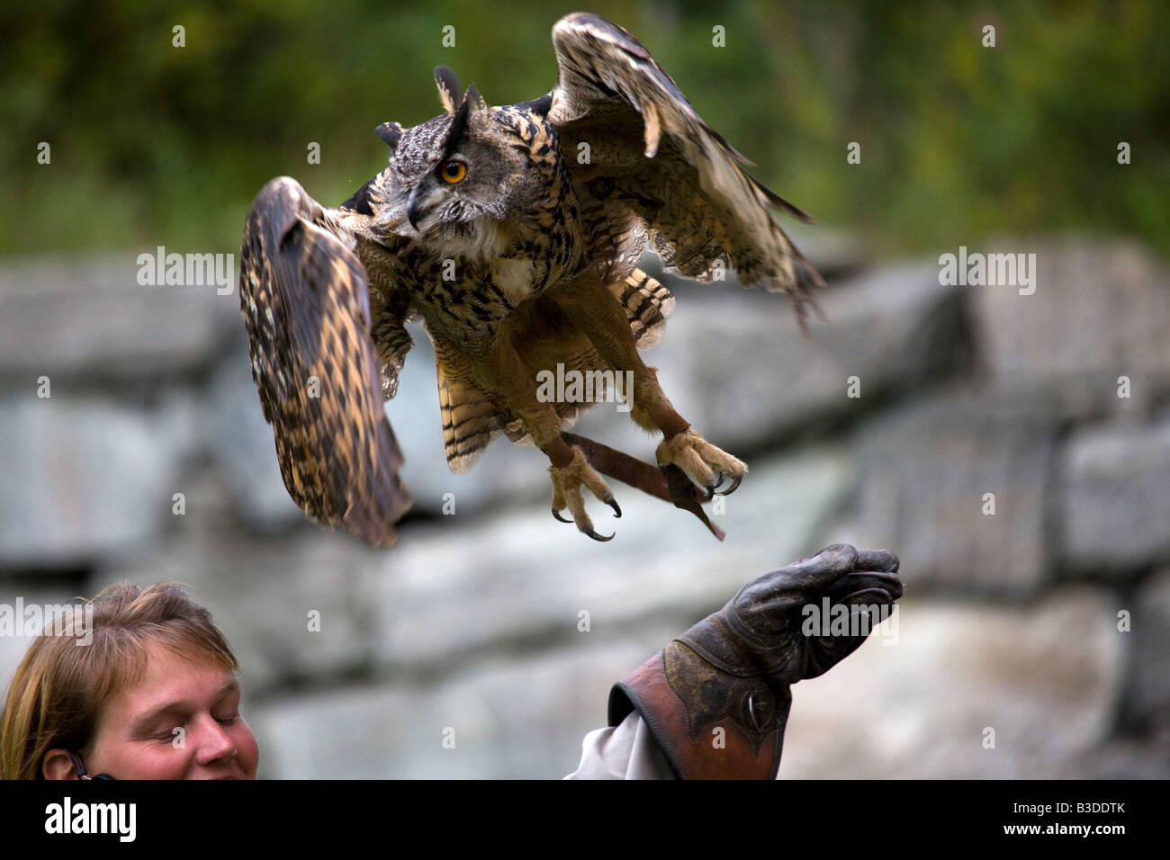 Eagle Owl (Bubo bubo Stock Photo - Alamy