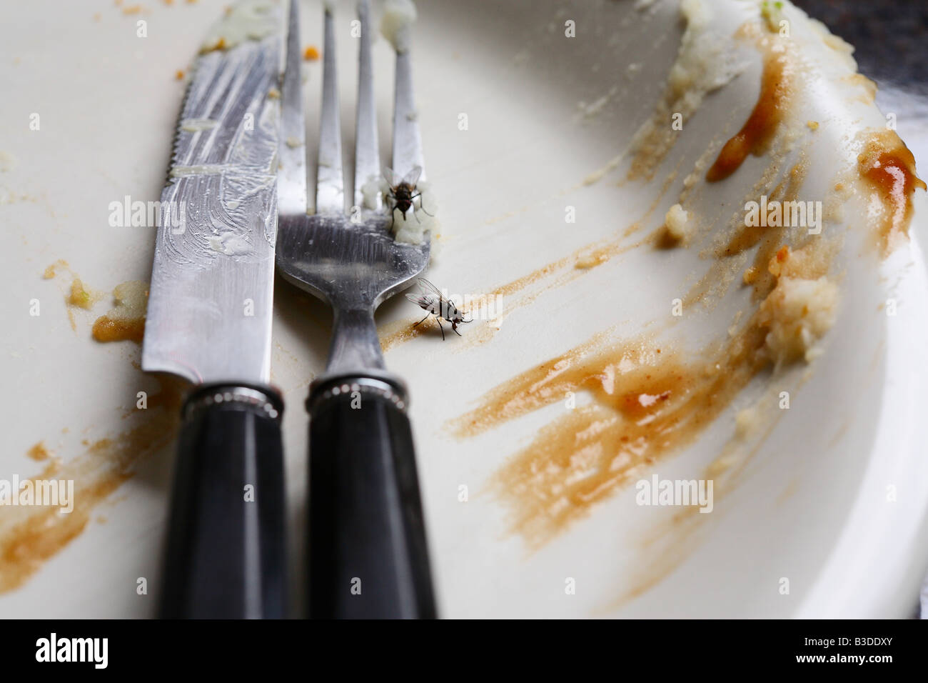 Flies on food hi-res stock photography and images - Alamy