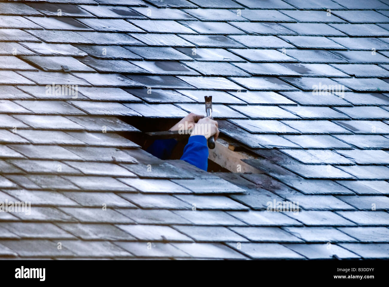 Mans hands appearing and breaking through a slate roof starting to fit ...