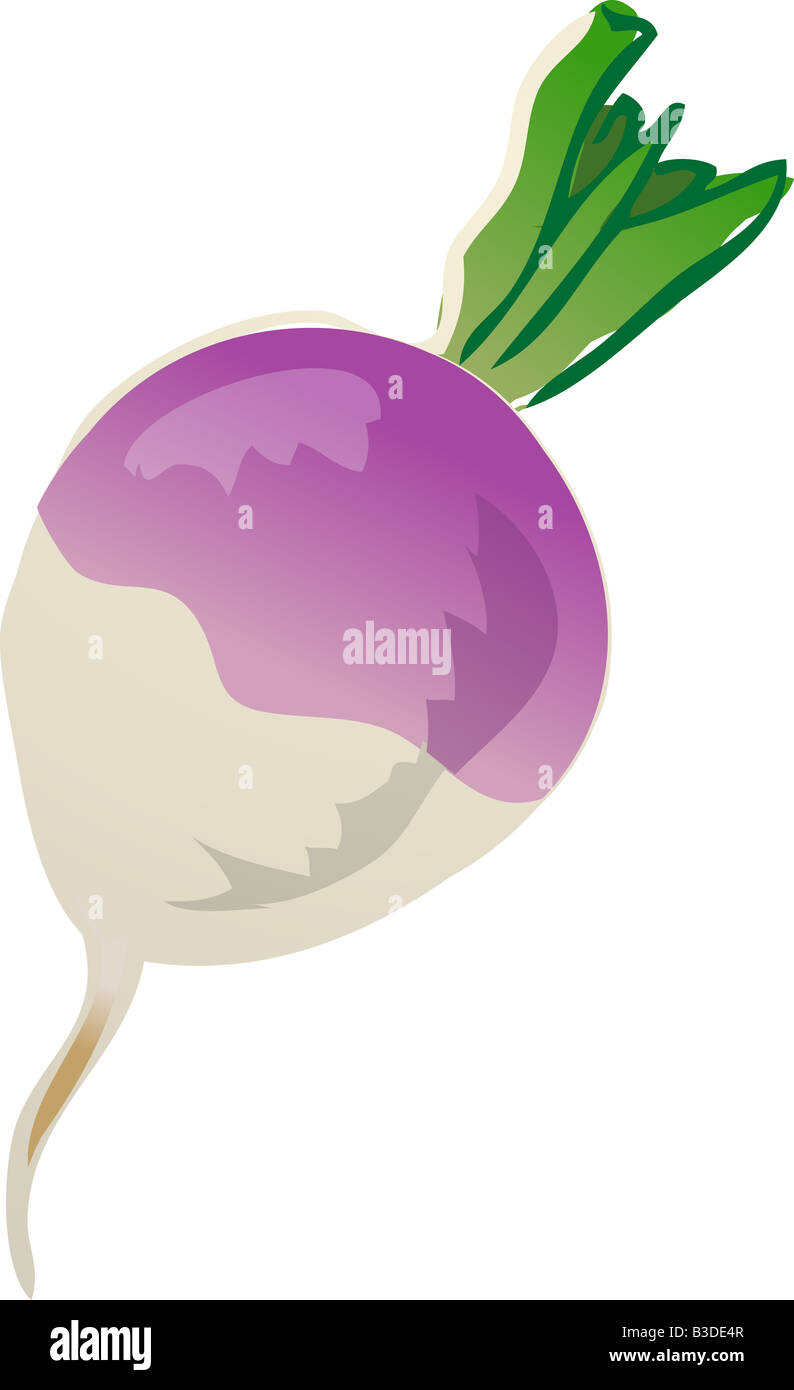 Turnip vegetable illustration Stock Photo - Alamy